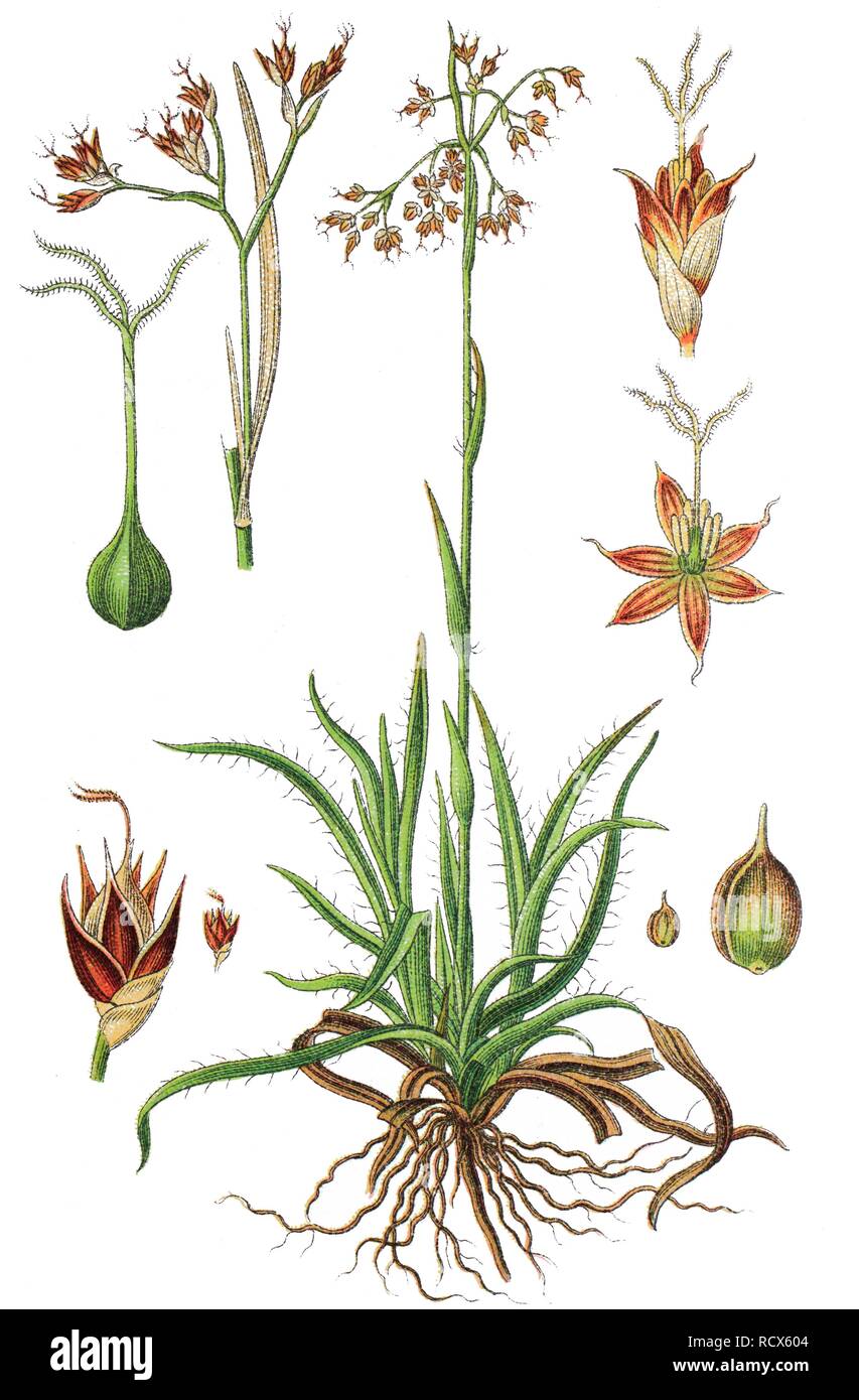 Great wood rush luzula sylvatica hi-res stock photography and images ...