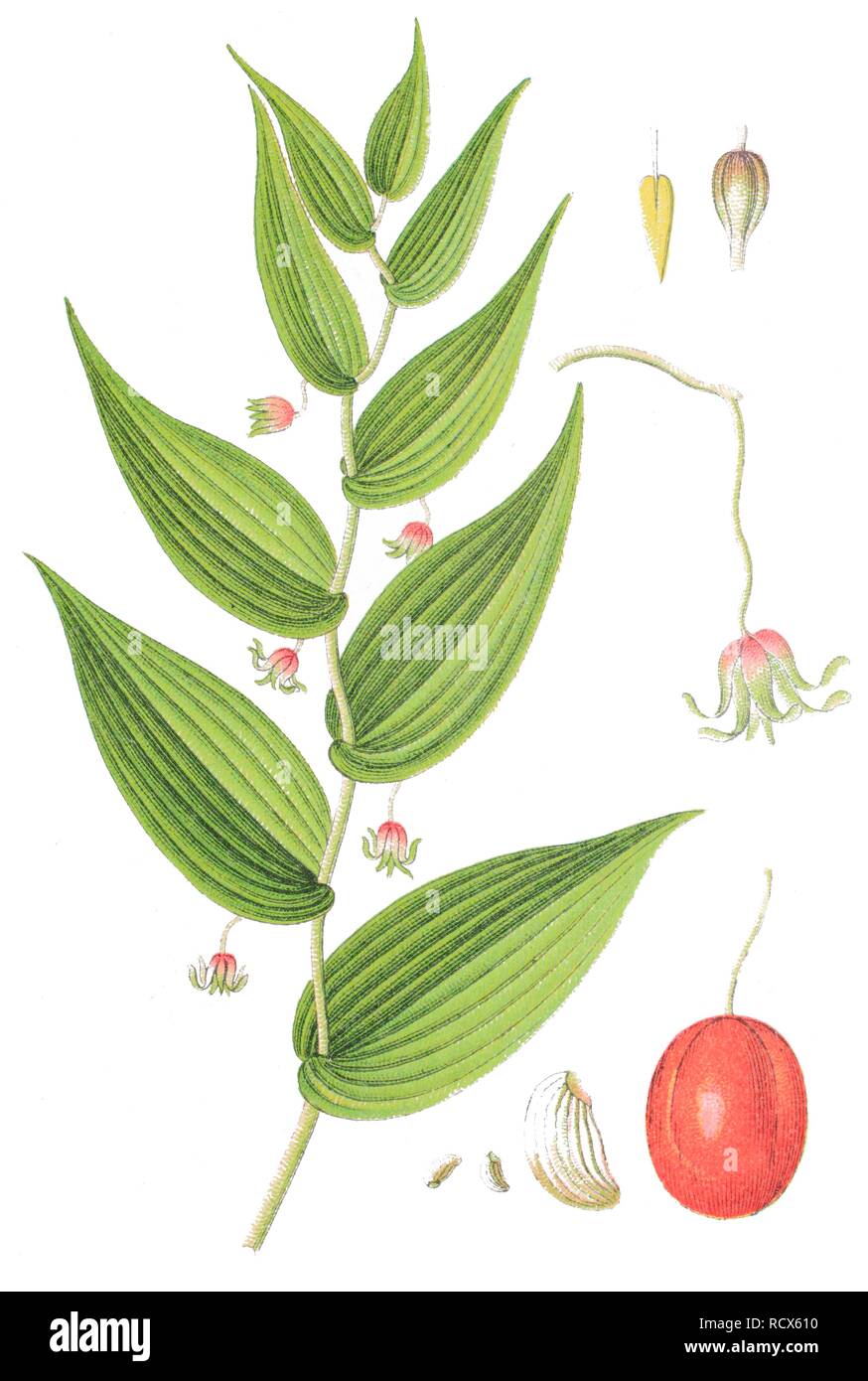 Claspleaf twisted stalk hi-res stock photography and images - Alamy