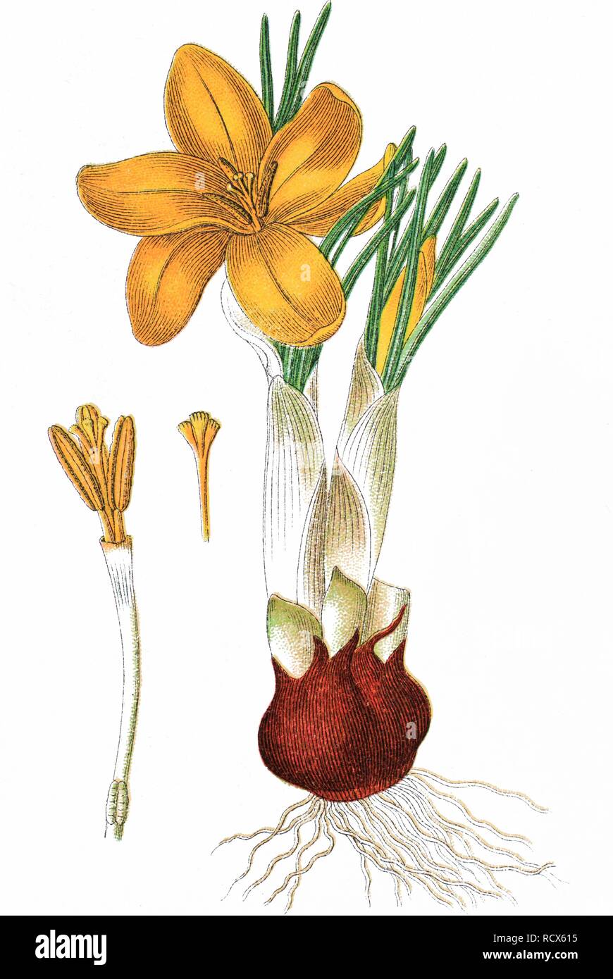 Dutch yellow crocus (Crocus flavus), medicinal plant, crop plant ...