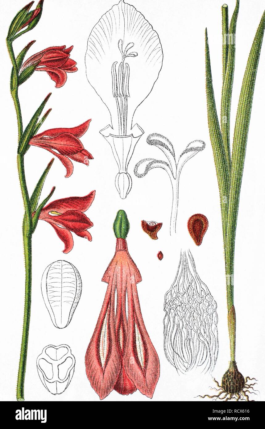 Marsh sword lily hi-res stock photography and images - Alamy
