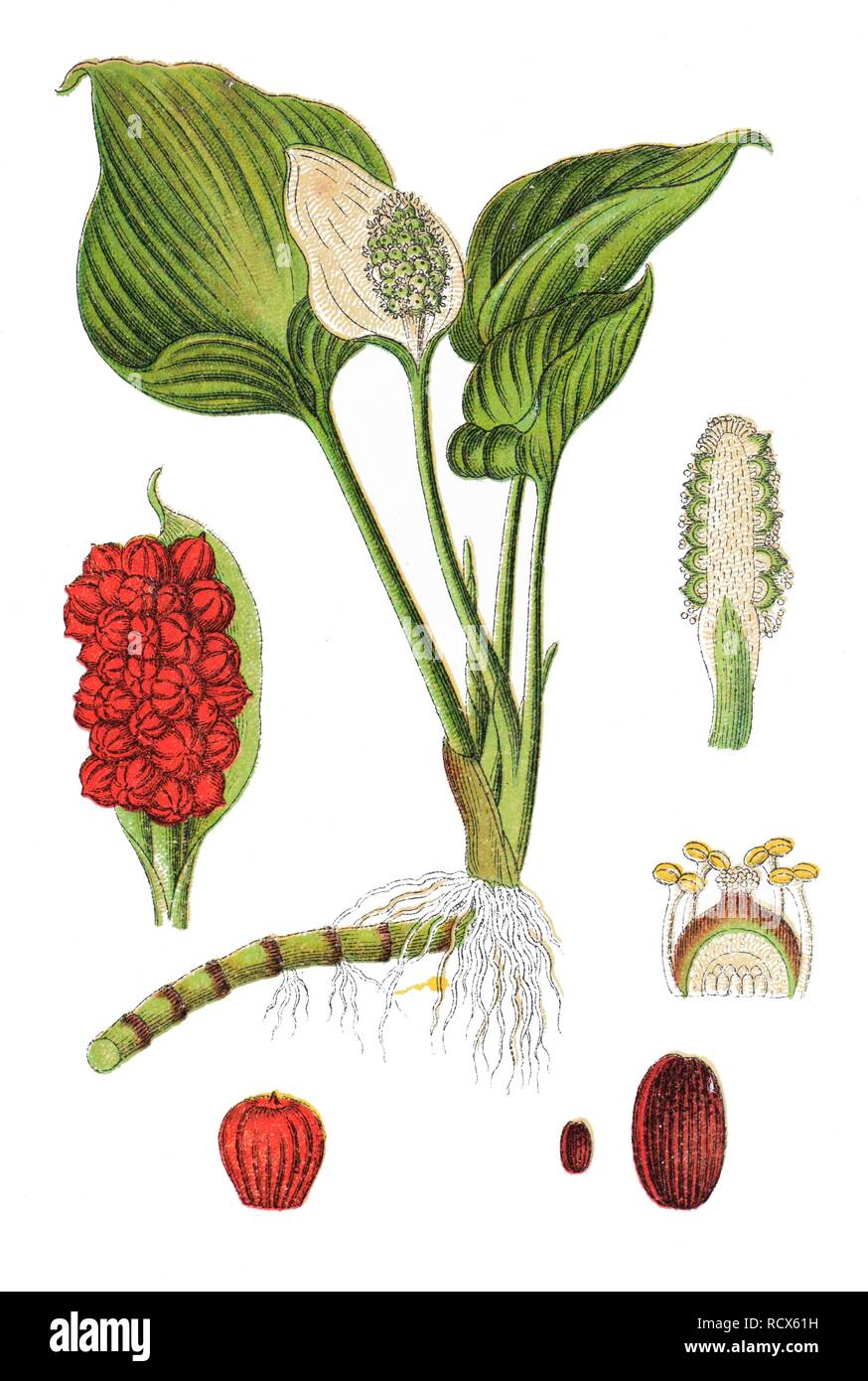 Bog arum, marsh calla (Calla palustris), medicinal plant, crop plant ...