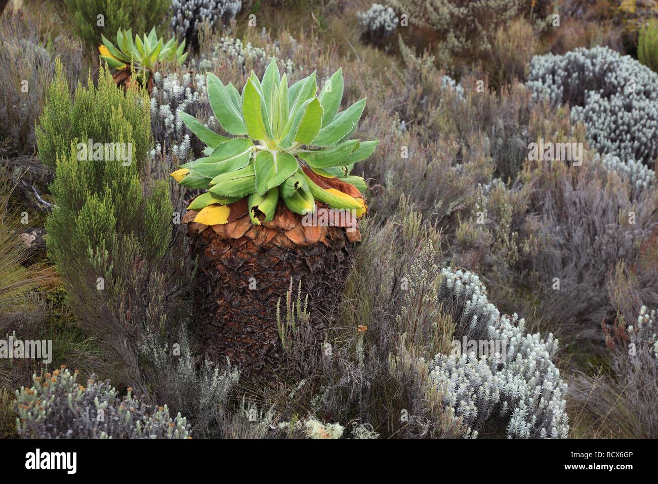 Giant Groundsel (Dendrosenecio kilimanjari), growth up to about 4500 m ...