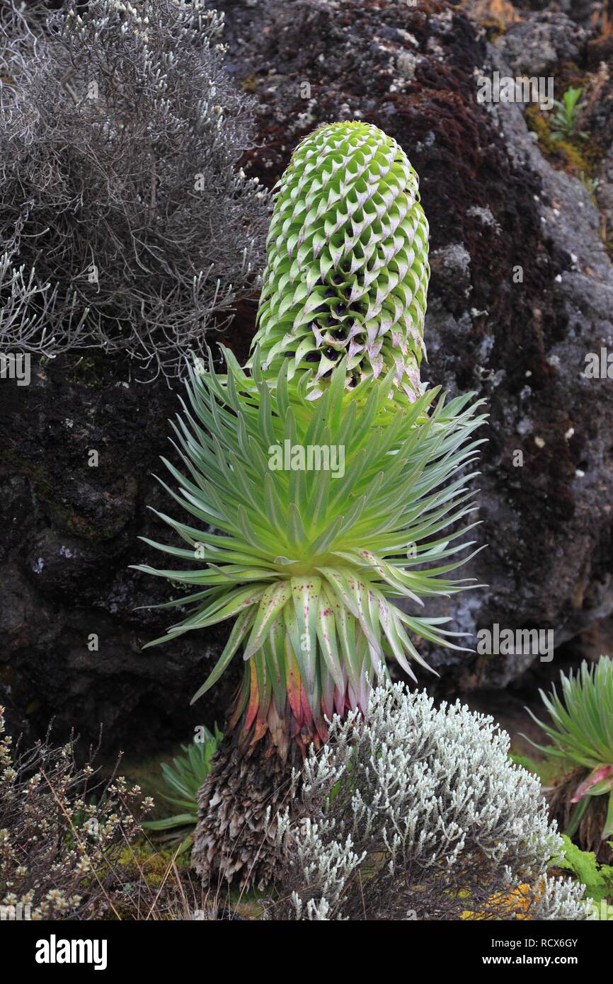 Giant Lobelia (Lobelia rhynchopetalum), growth up to about 4000 m ...