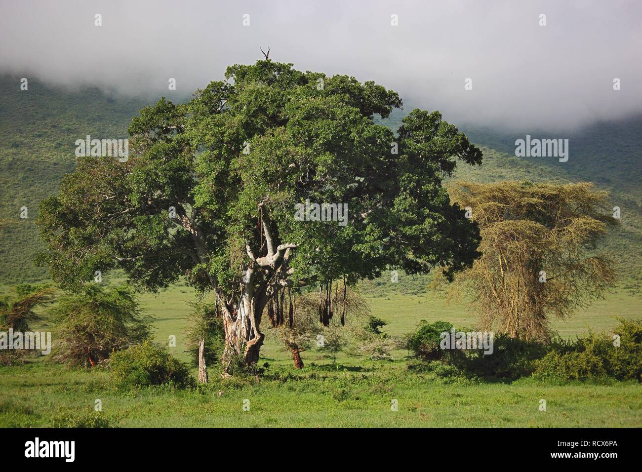 Kigelia africana hi-res stock photography and images - Alamy