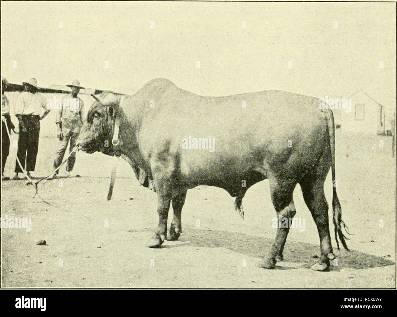 Bos africanus hi-res stock photography and images - Alamy