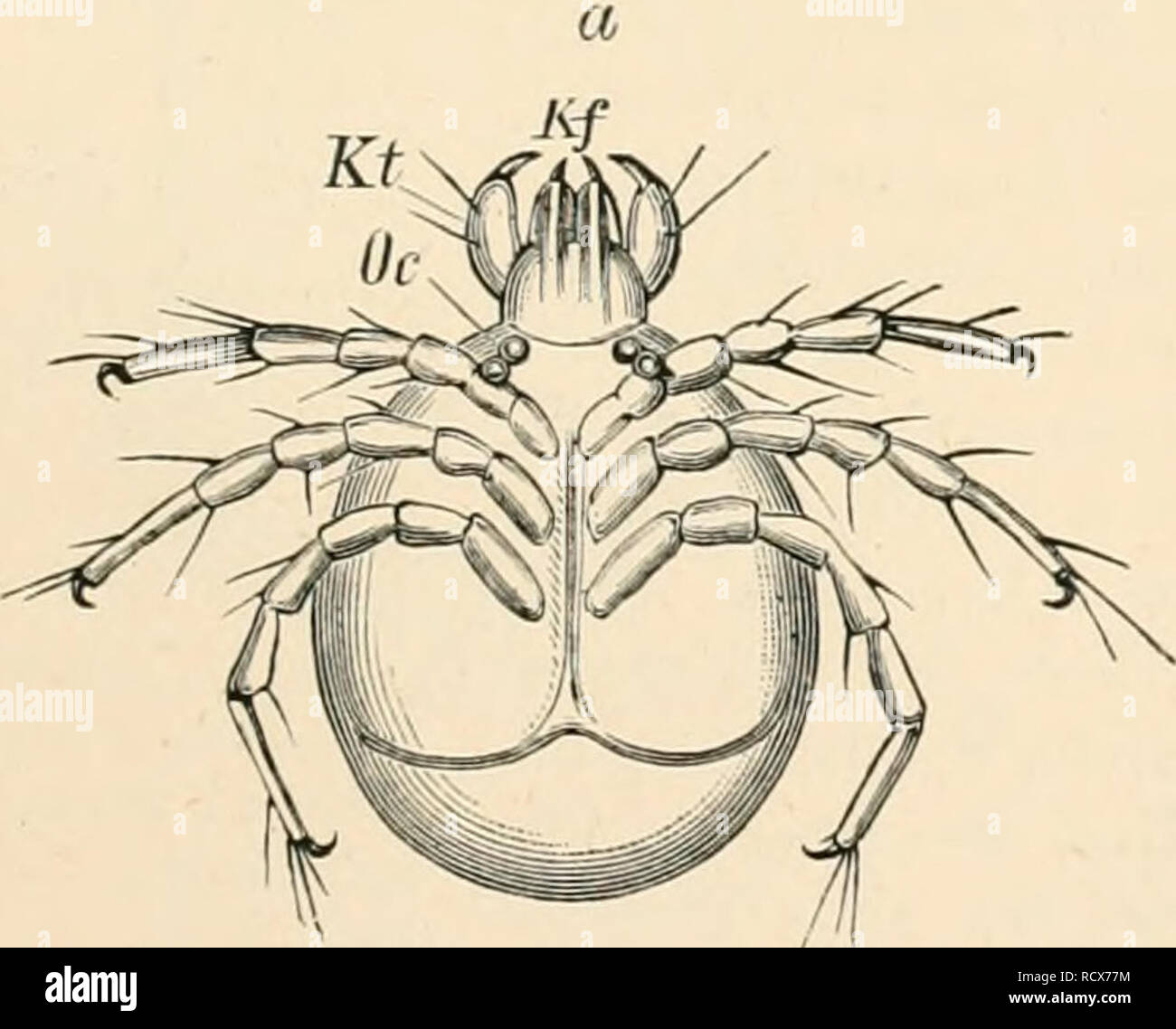 Female Genital Organs Stock Photos & Female Genital Organs Stock Images ...