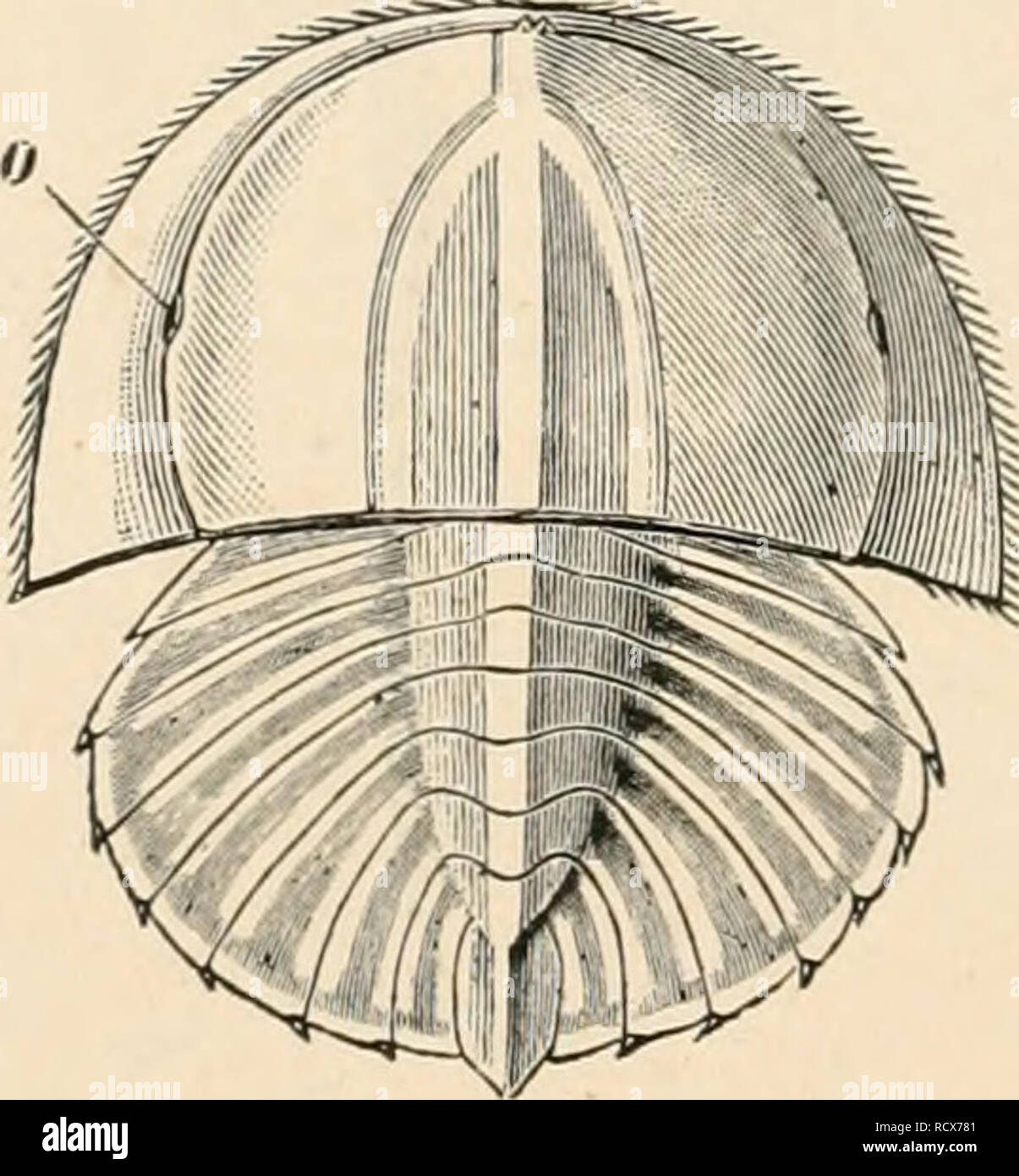 . Elementary text-book of zoology. Zoology. 482 CRUSTACEA. six pairs of ...