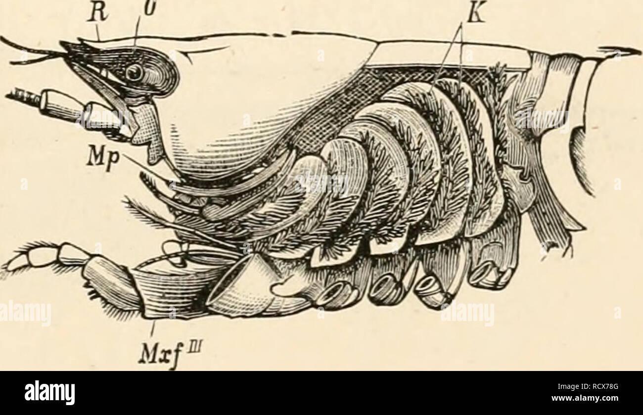 . Elementary text-book of zoology. Zoology. THOBA.COSTRACA. 463 of ...