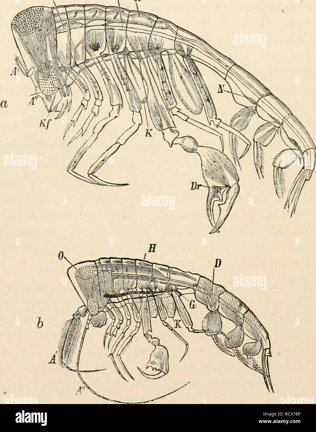 . Elementary text-book of zoology. Zoology. 452 CRUSTACEA. and a long ...