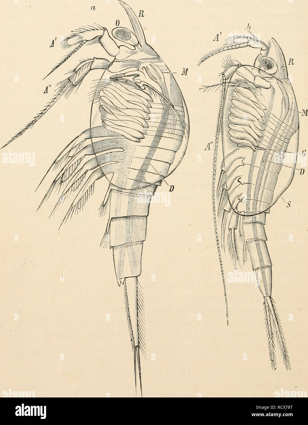 . Elementary text-book of zoology. Zoology. 448 CRUSTACEA. which is ...