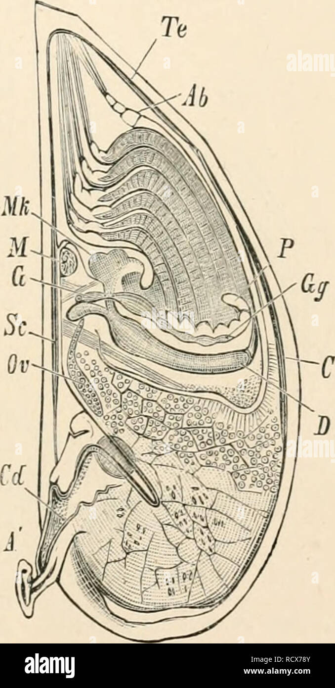 Female brood pouch hi-res stock photography and images - Alamy