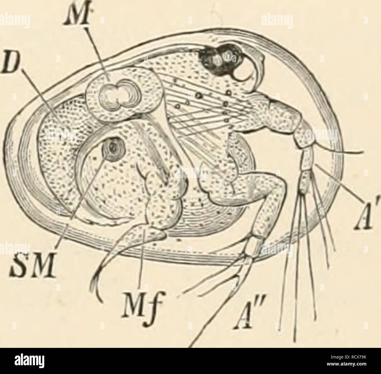 . Elementary text-book of zoology. Zoology. OSTRACODA. 427 pose. Iii ...