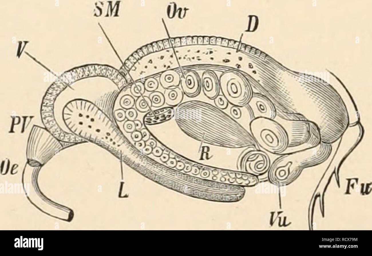 . Elementary text-book of zoology. Zoology. 426 CRUSTACEA. D as the ...