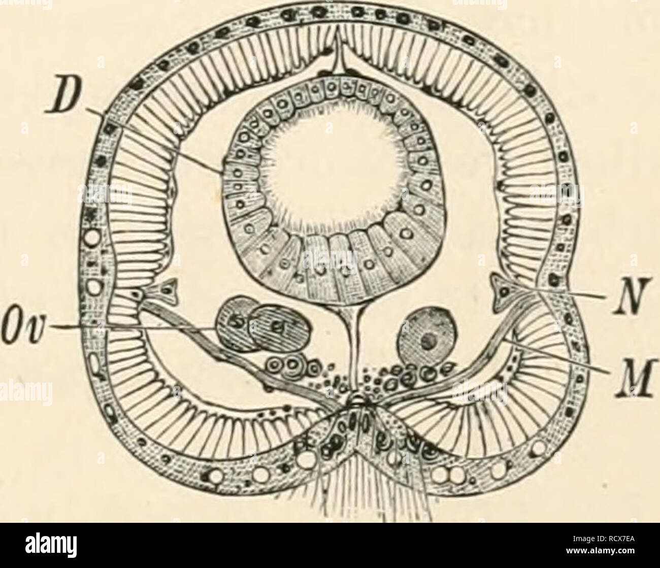Hirudinea Cross Section