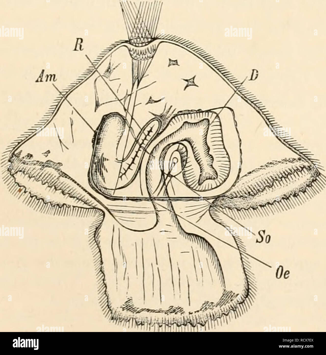 Echinoderm and larva hi-res stock photography and images - Alamy