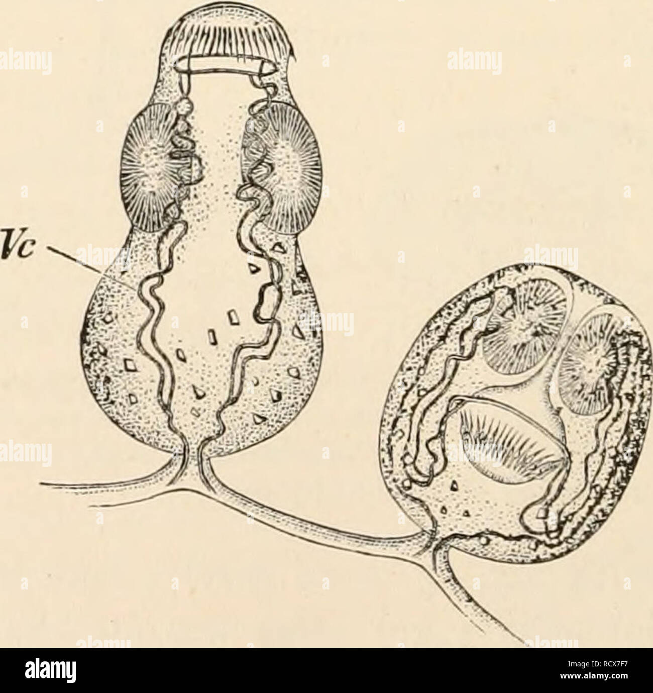 . Elementary text-book of zoology. Zoology. FIG. 269.—'(, Brood-capsule ...