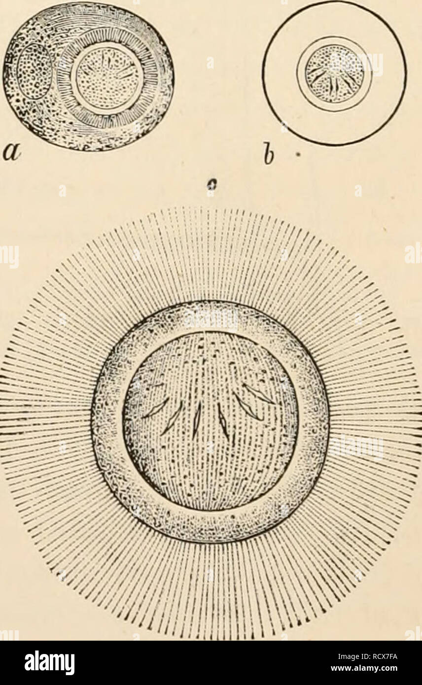. Elementary text-book of zoology. Zoology. FIG. 266.—Ripe proglottides ...