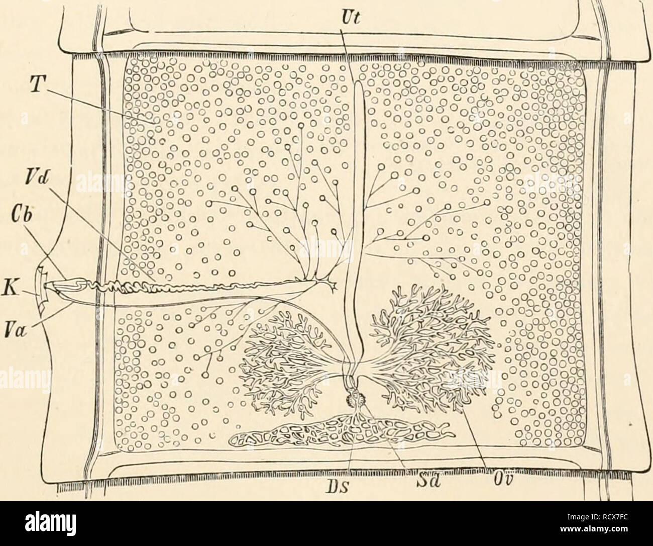 . Elementary text-book of zoology. Zoology. OESTODA. 329 posterior end ...