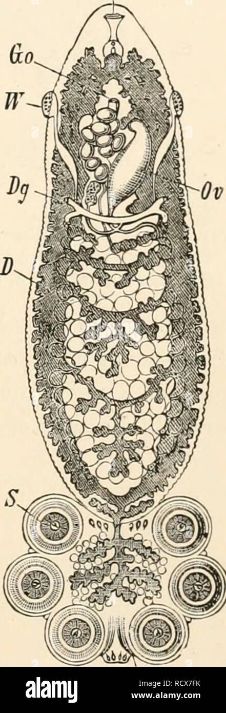 . Elementary text-book of zoology. Zoology. eggs FIG. 259.—Egg with ...