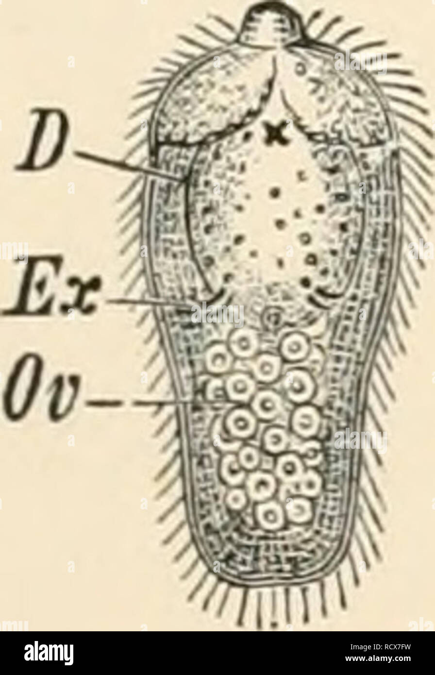 Trematoda Labeled