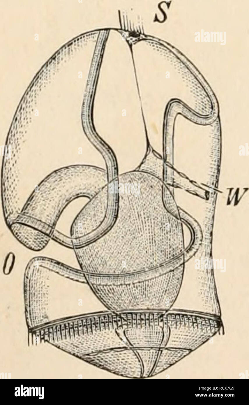 Tornaria larva hi-res stock photography and images - Alamy