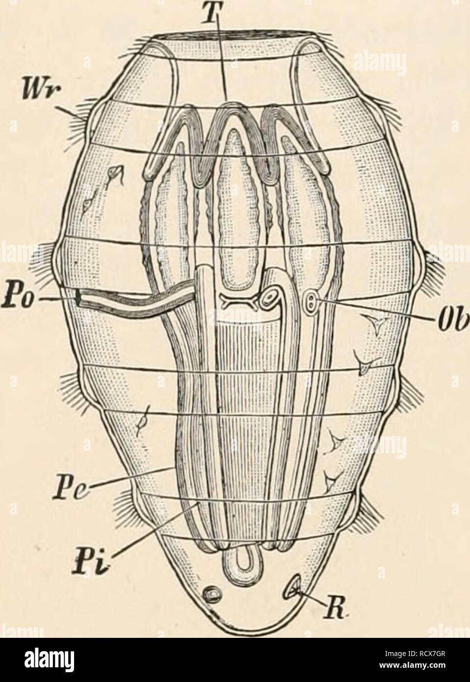 . Elementary text-book of zoology. Zoology. 284 ECHINODERMATA. w,. of ...