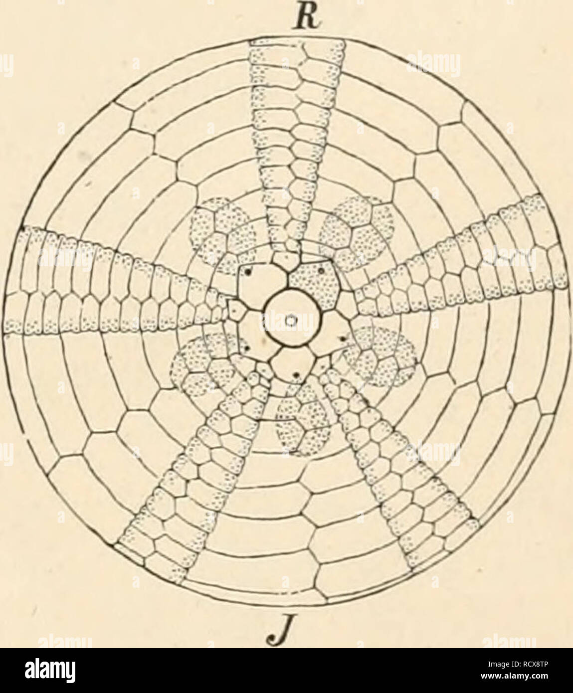 Bilateral body symmetry hi-res stock photography and images - Alamy