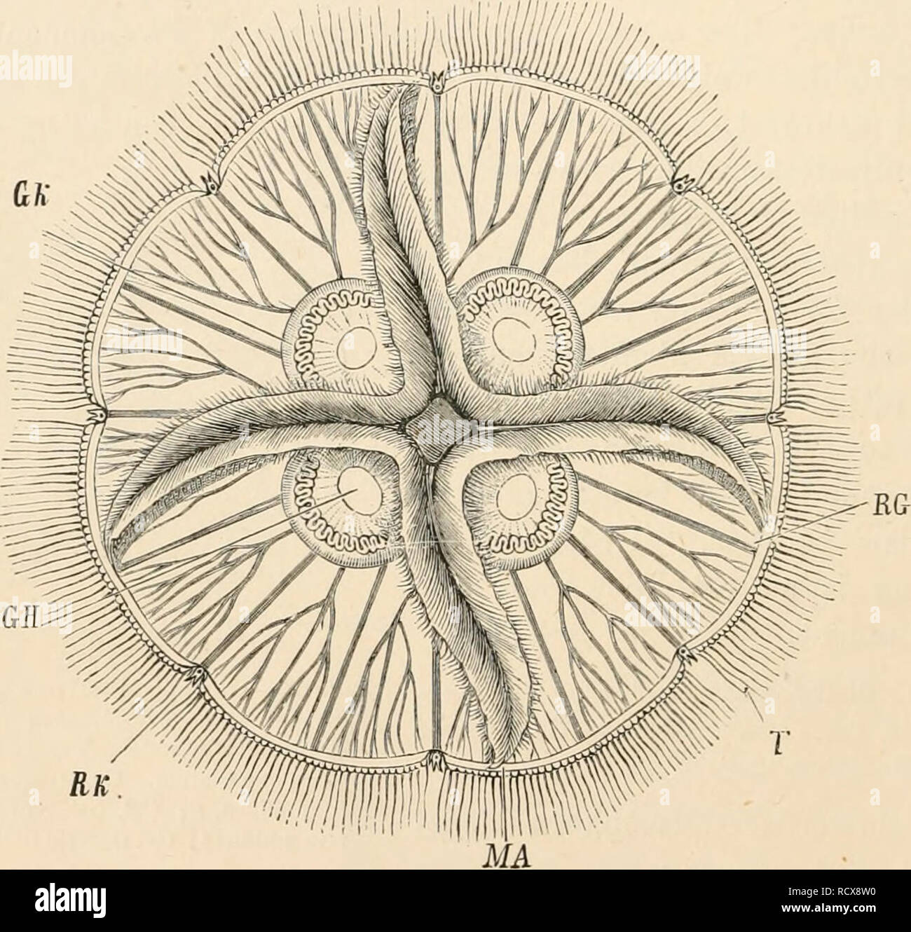 . Elementary text-book of zoology. Zoology. i;fcj