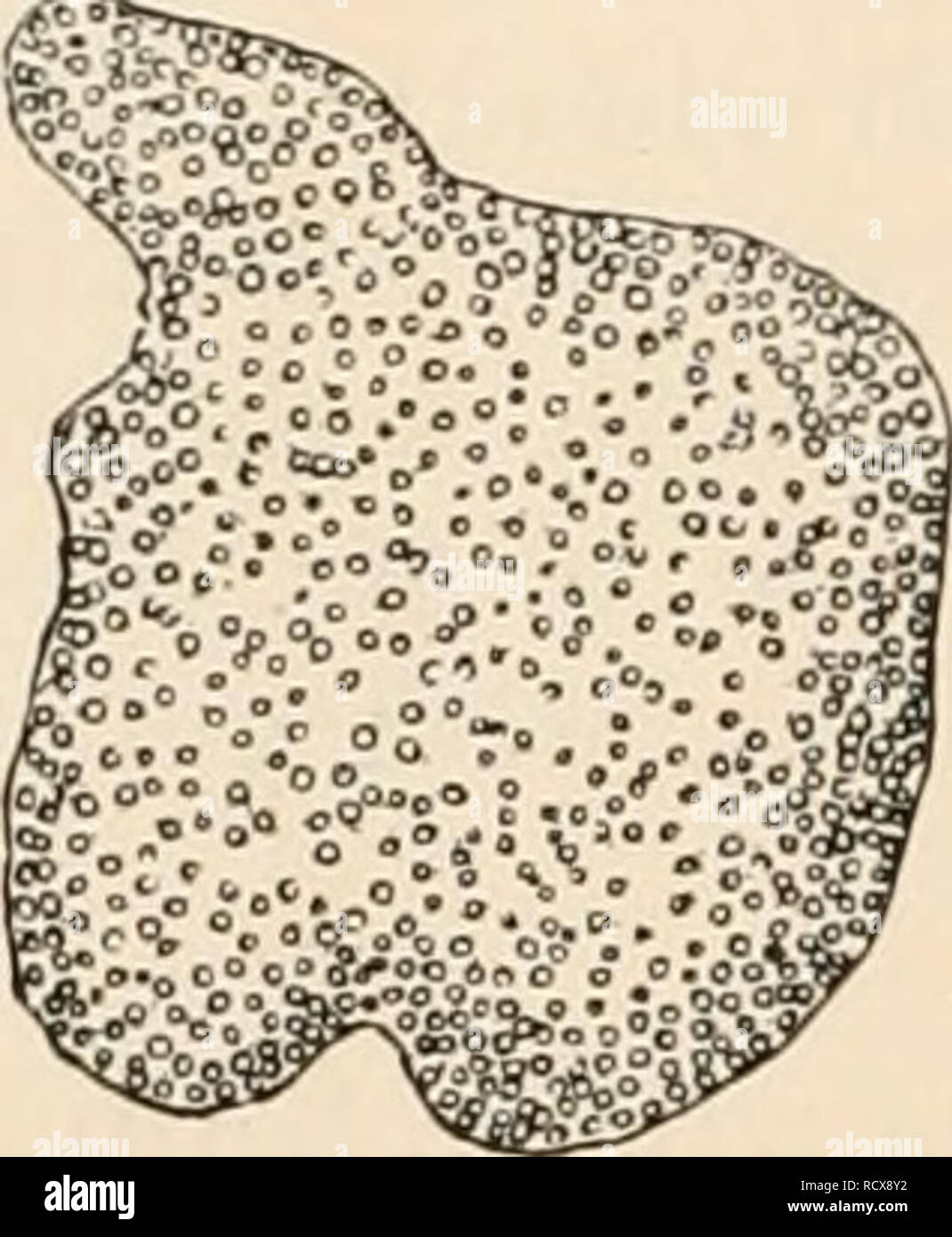 Bacteria in fluids hi-res stock photography and images - Alamy