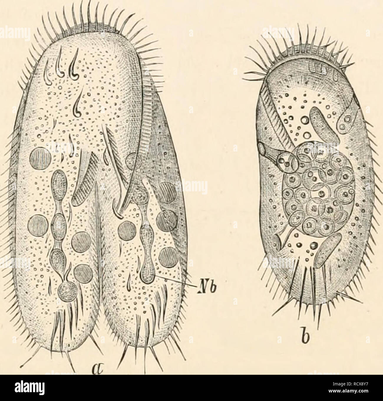 Halteria hi-res stock photography and images - Alamy