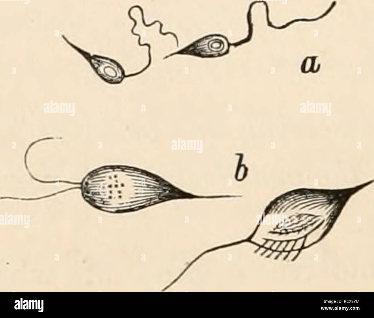 Cercomonas hi-res stock photography and images - Alamy