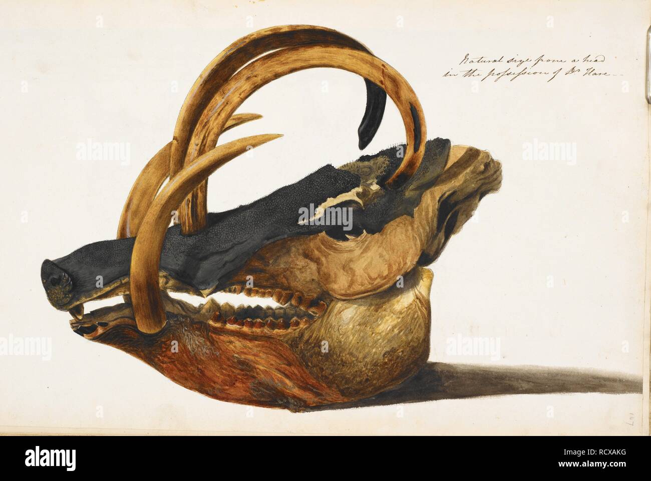 Babirusa skull hi-res stock photography and images - Alamy