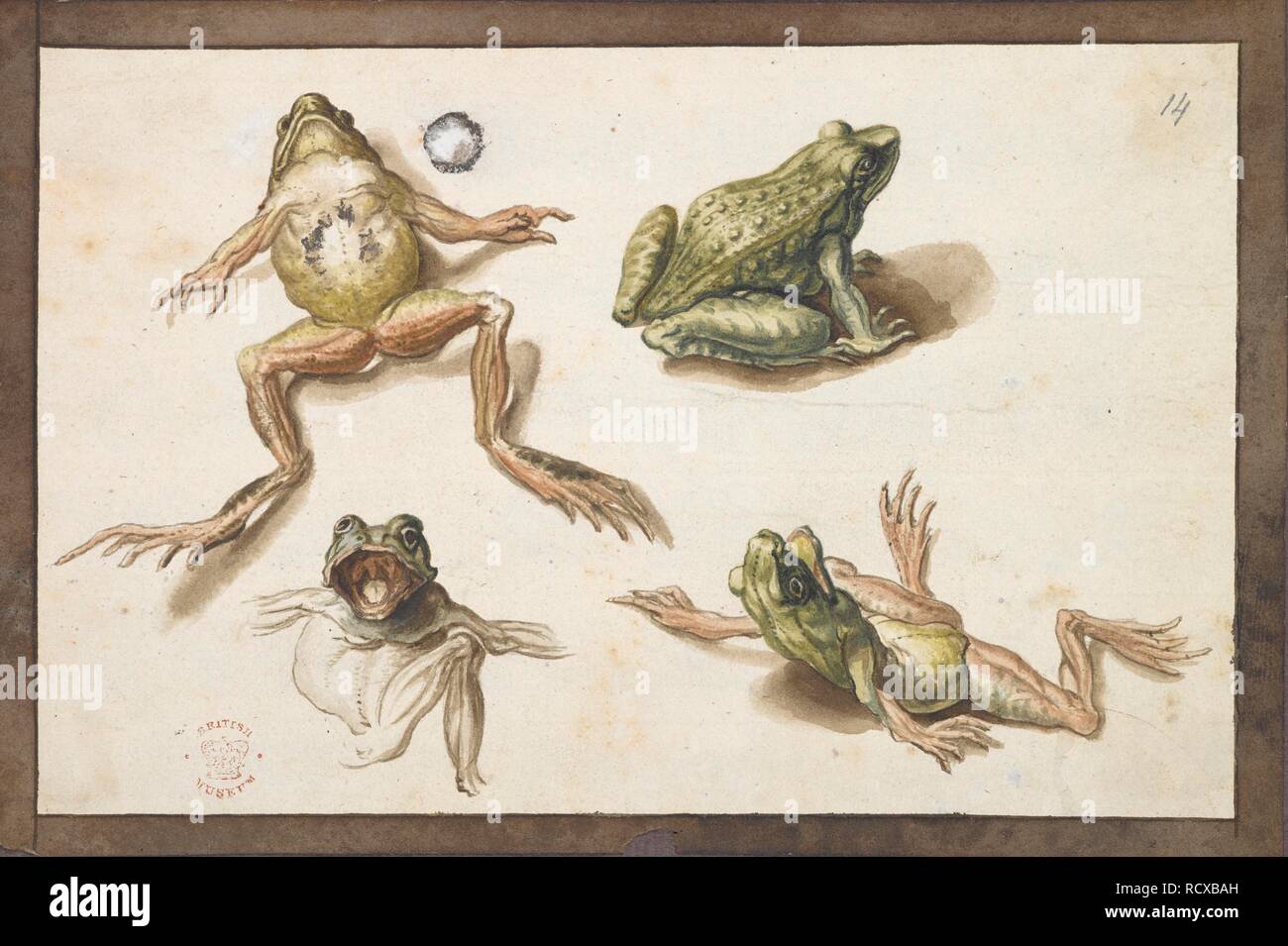 Frog Camp Alabama