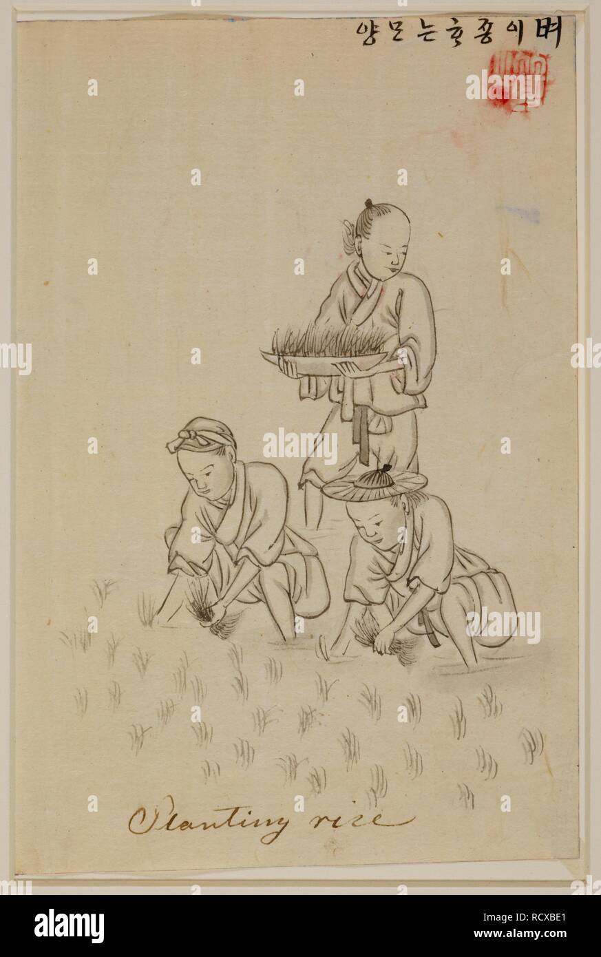 'Planting rice'. Three agricultural workers collecting rice from a ...