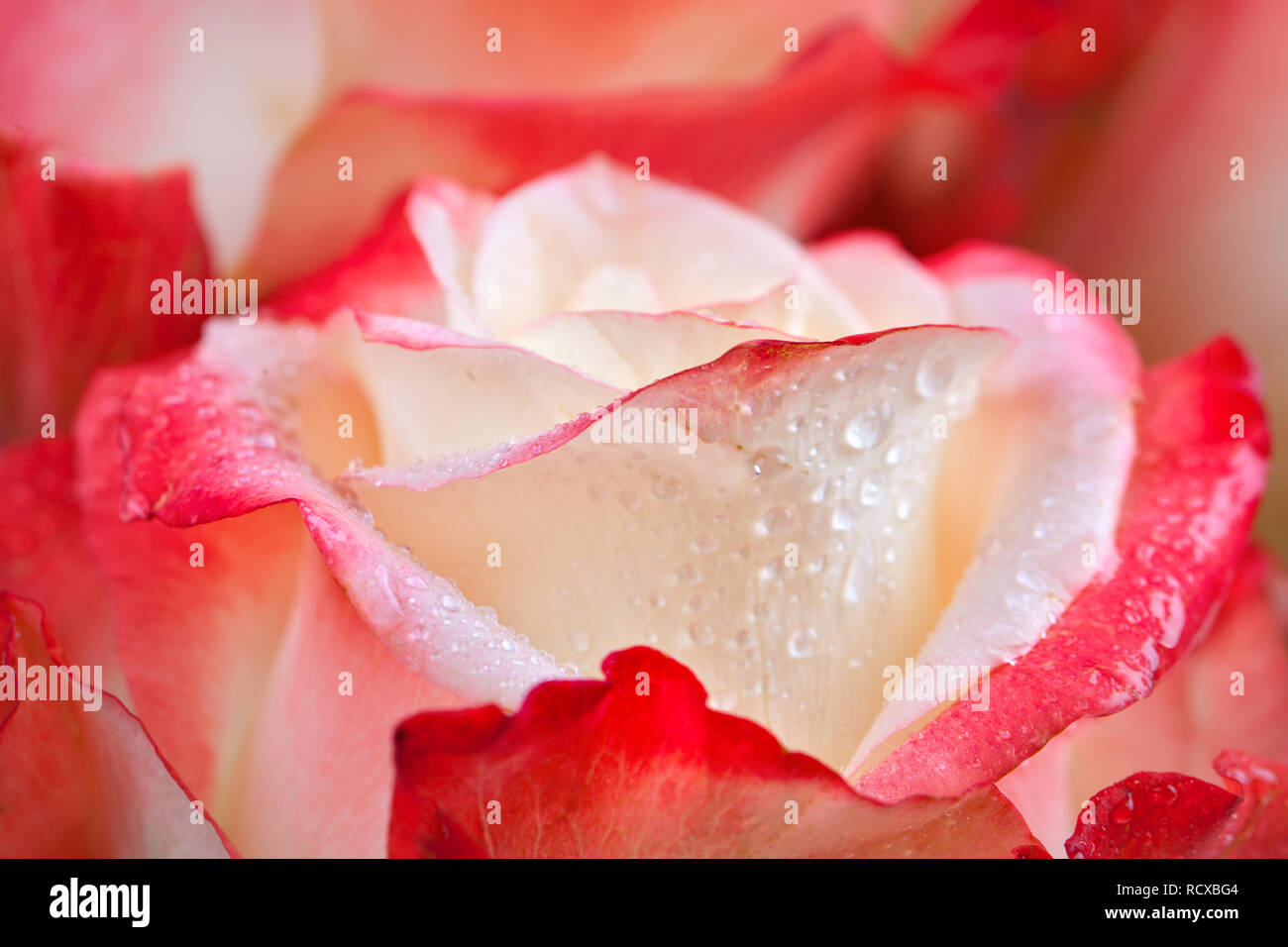 Beautiful multi-colored rose with dew drops close-up. For greeting ...