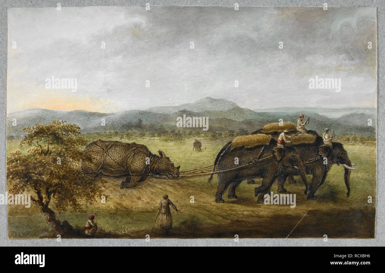 Elephants hauling a dead rhinoceros in hill country. By Sita Ram, c ...