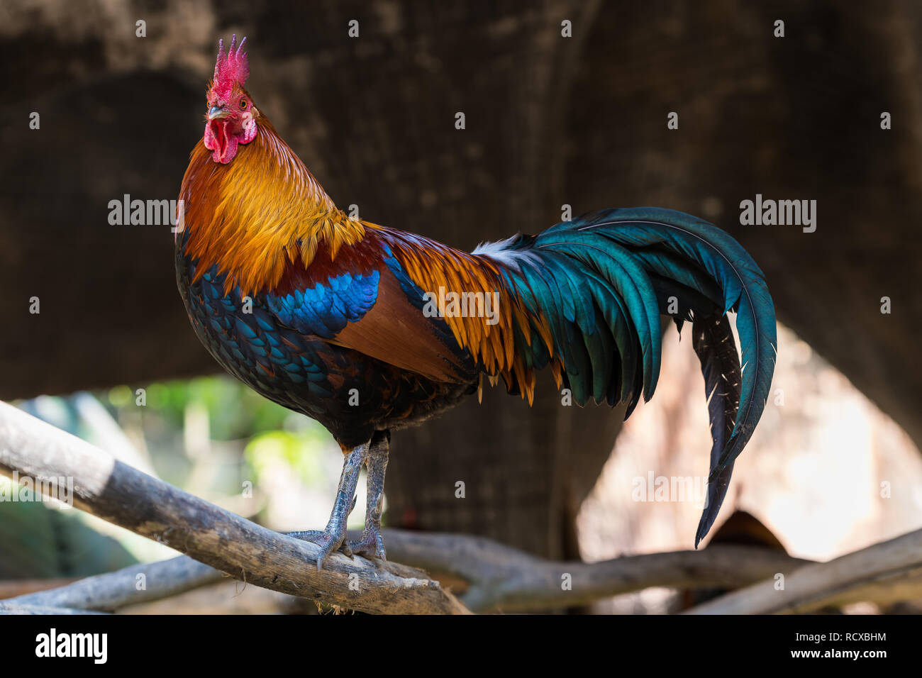 Colorful Bantam rooster stading on a perch Stock Photo - Alamy