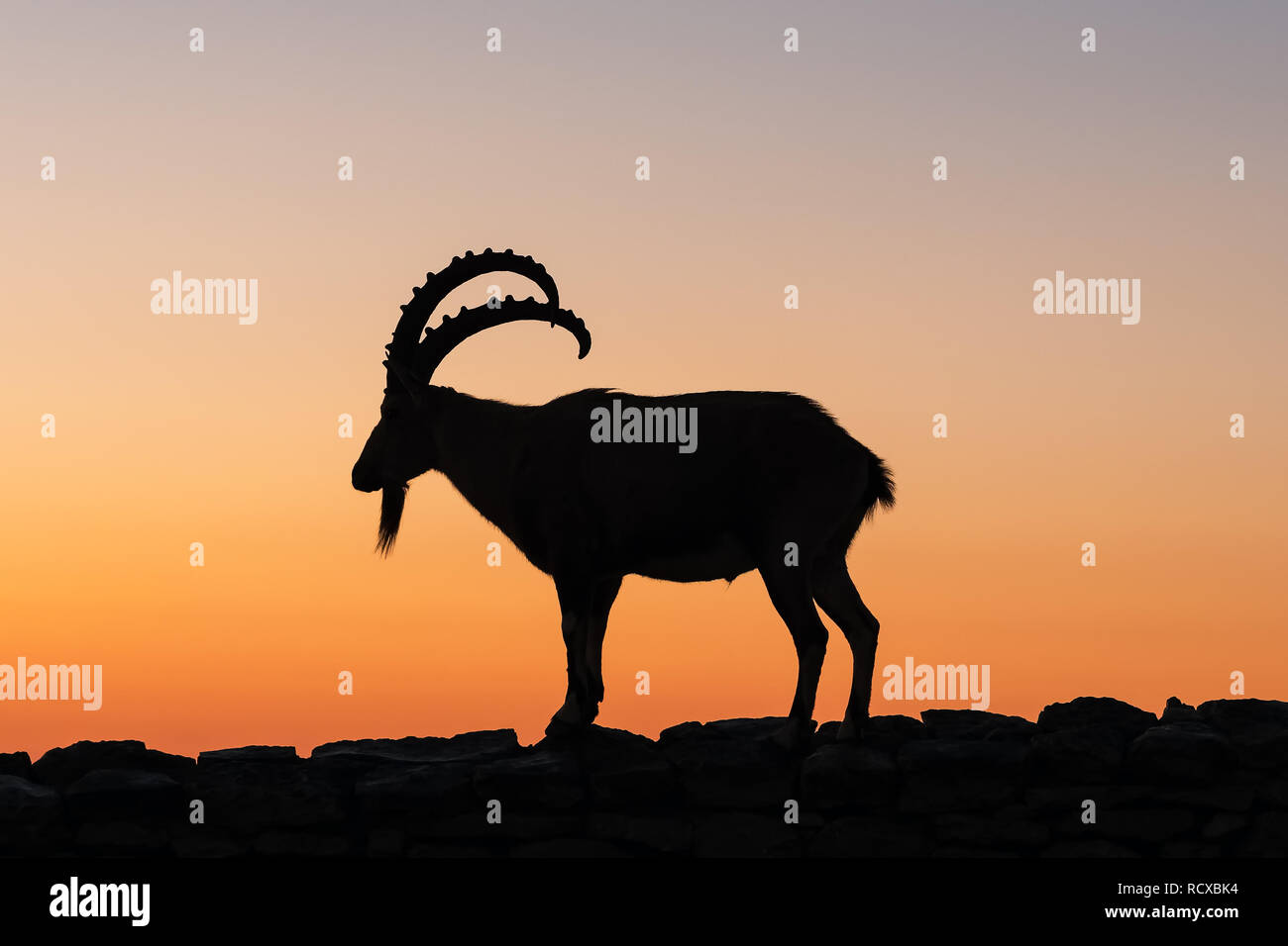 Silhouette of male goat on a rock with an orange dawn sky at background ...