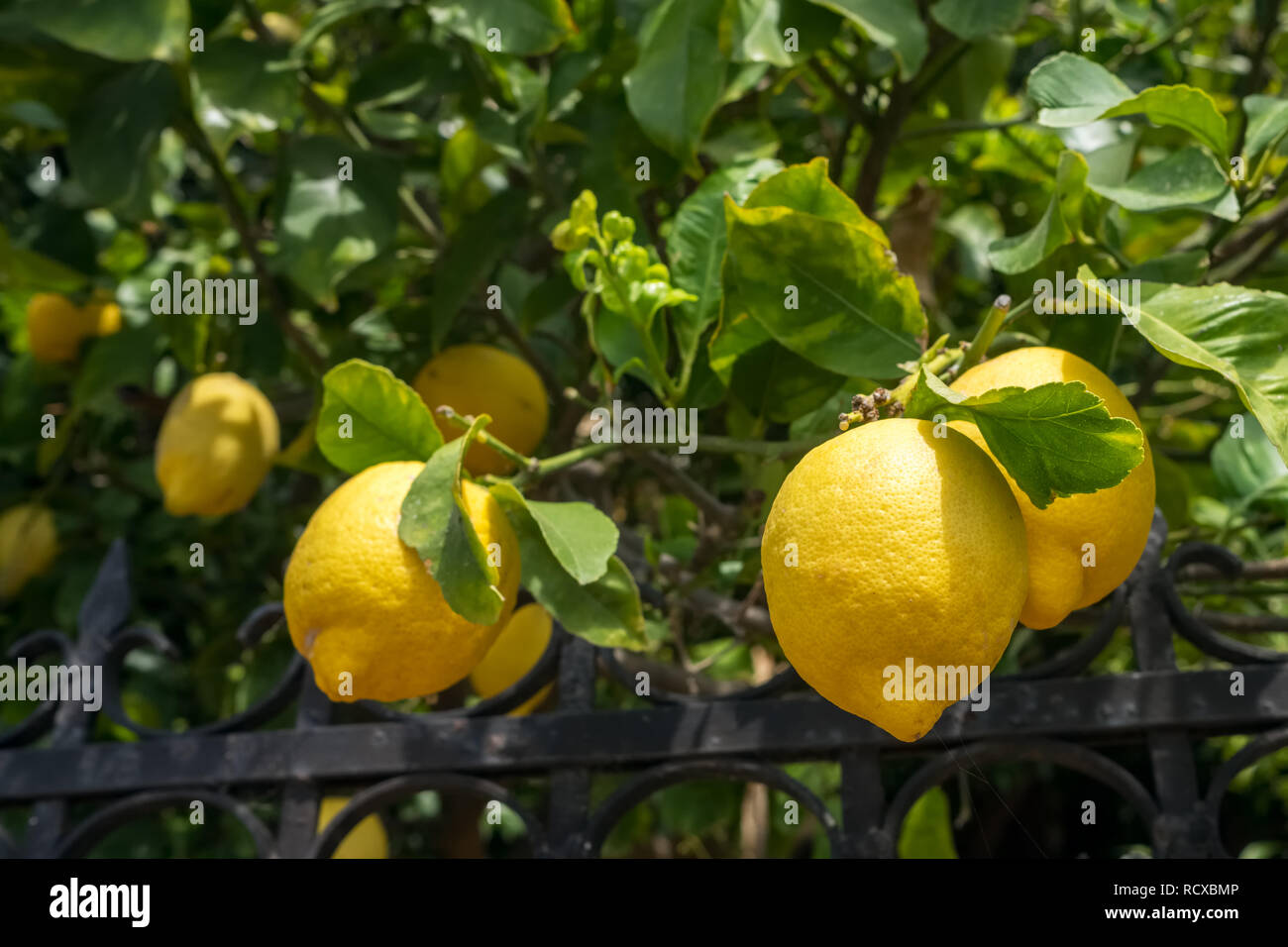 Bunch of fresh ripe lemons on a lemon tree branch in sunny garden Stock ...