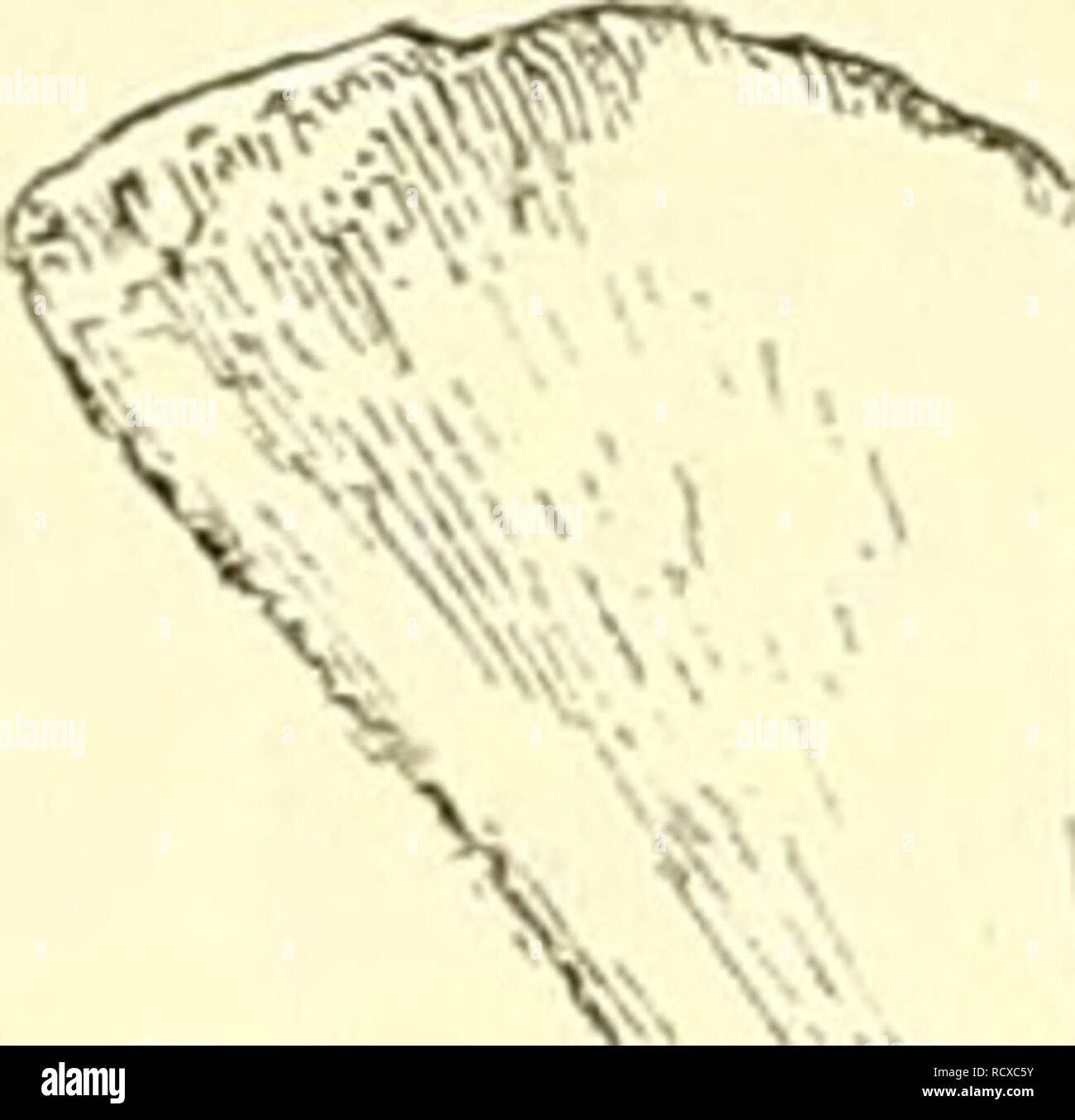 . A descriptive catalogue of the marine reptiles of the Oxford clay ...