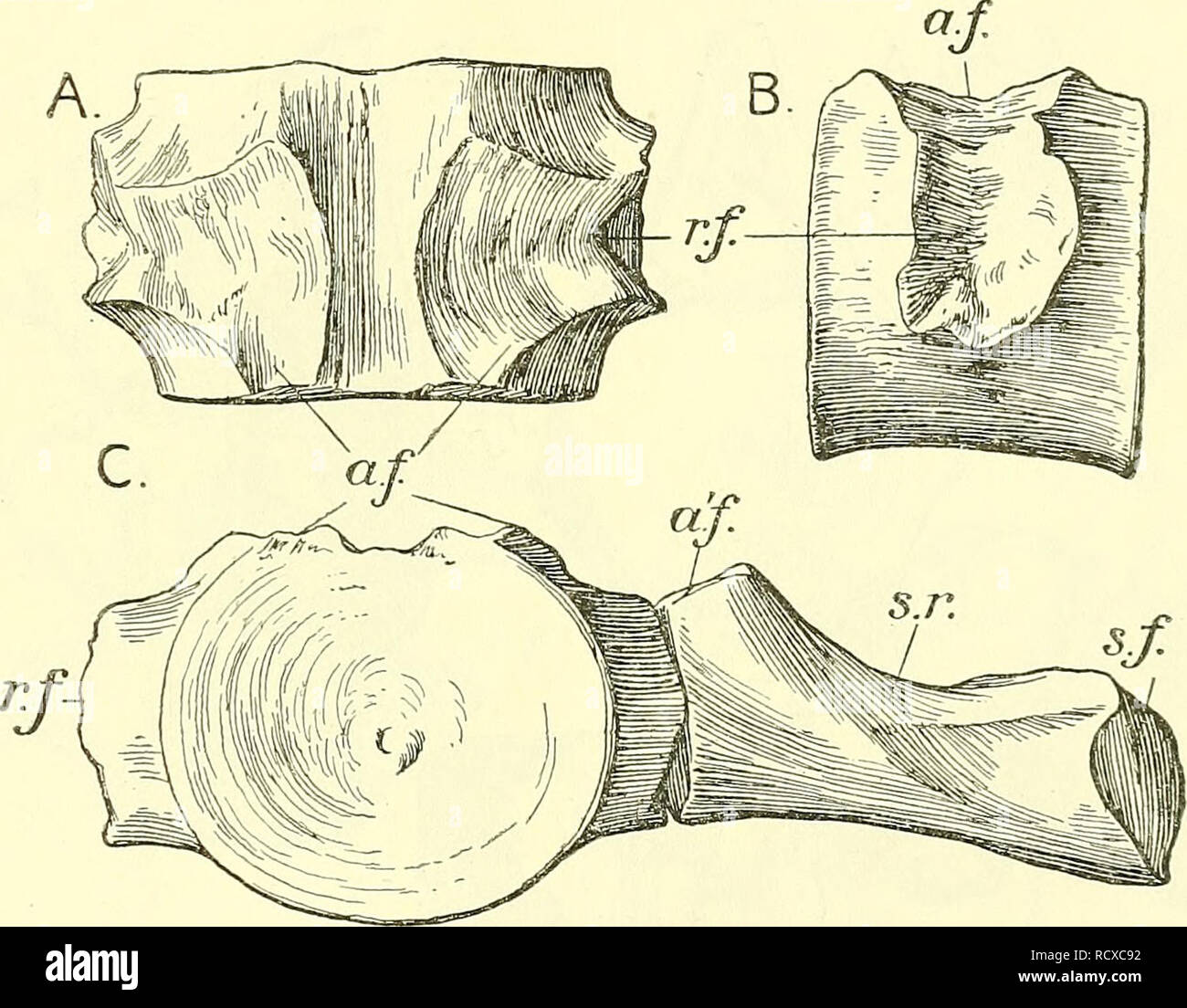 . A descriptive catalogue of the marine reptiles of the Oxford clay ...