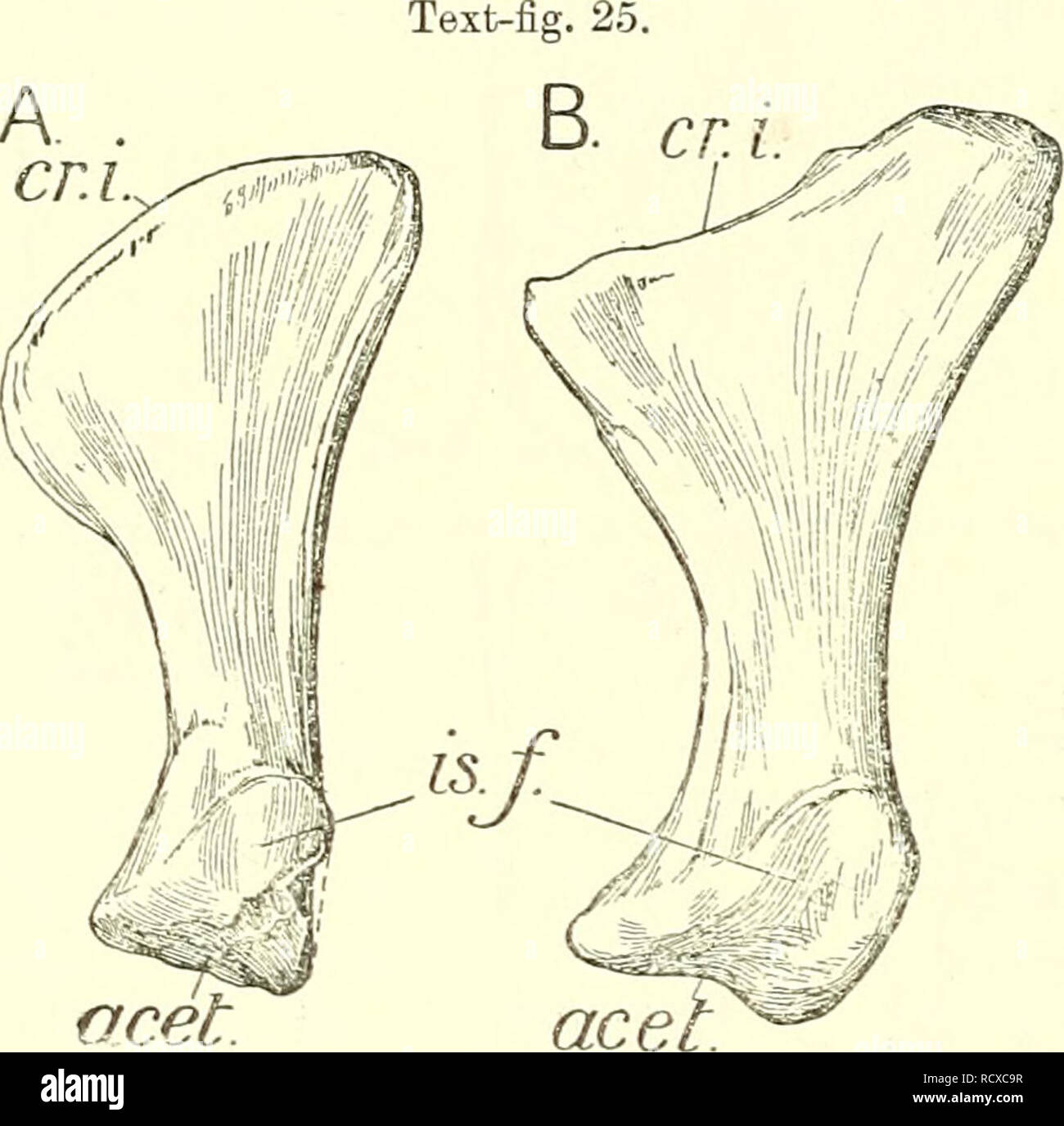 . A descriptive catalogue of the marine reptiles of the Oxford clay ...