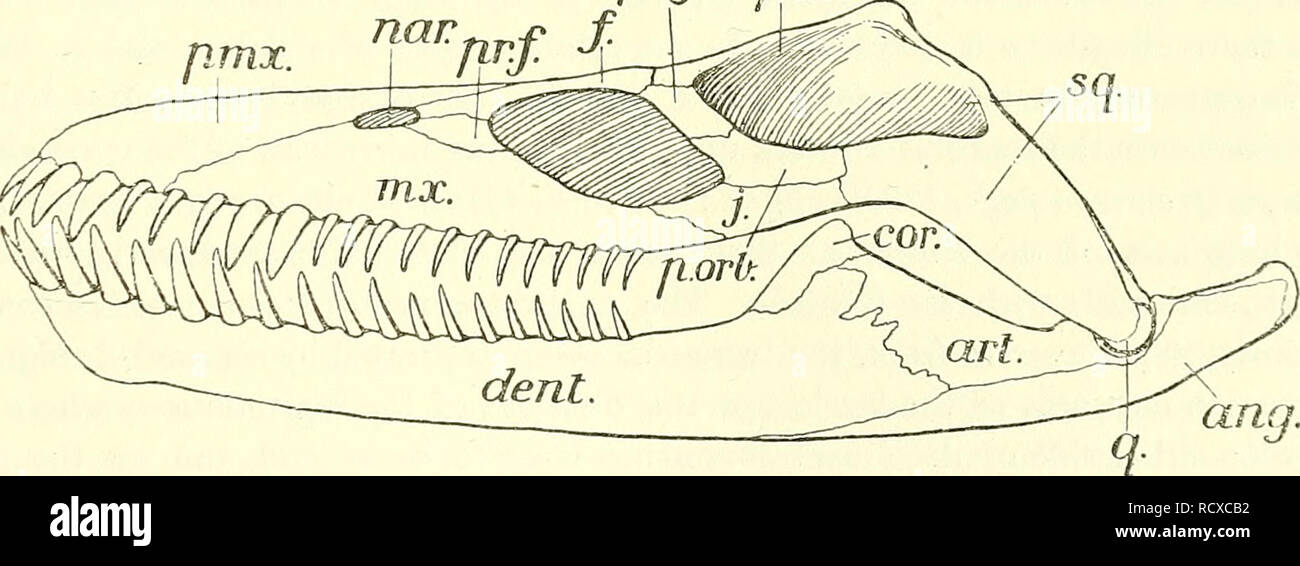 External Nares High Resolution Stock Photography and Images - Alamy