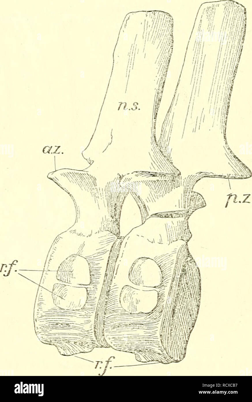 . A descriptive catalogue of the marine reptiles of the Oxford clay ...