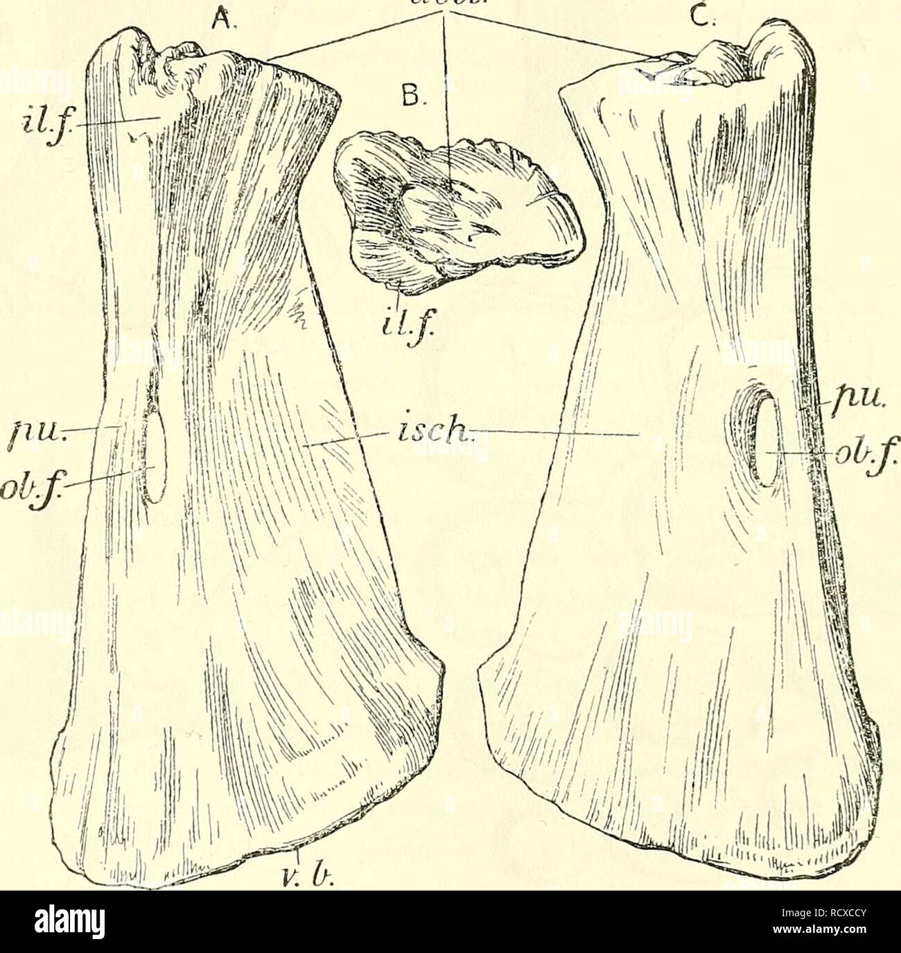 . A descriptive catalogue of the marine reptiles of the Oxford clay ...