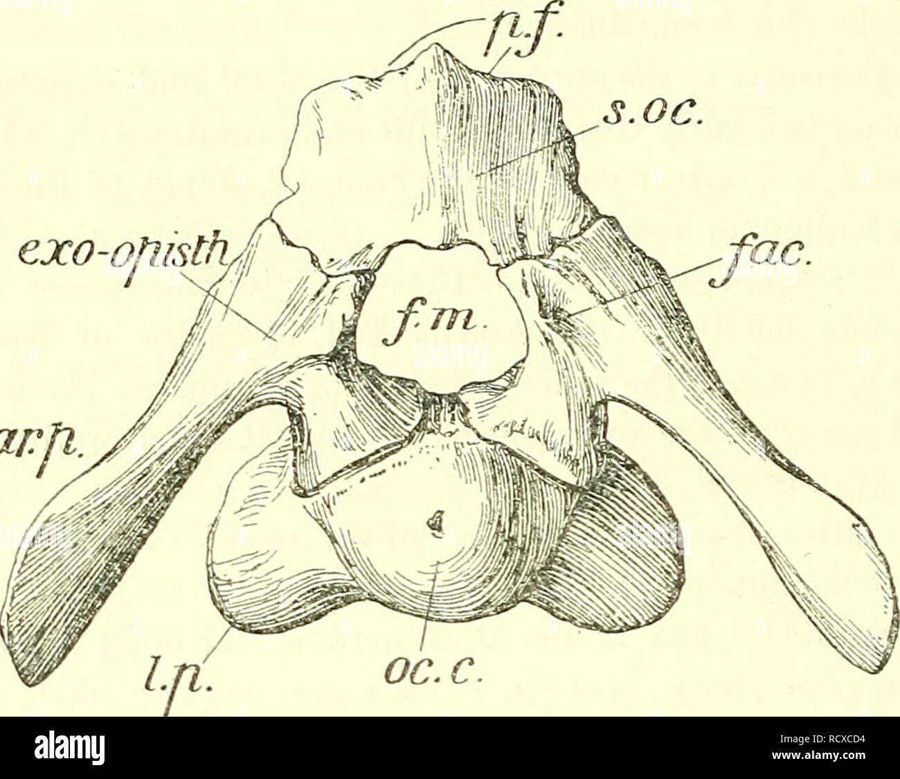 . A descriptive catalogue of the marine reptiles of the Oxford clay ...