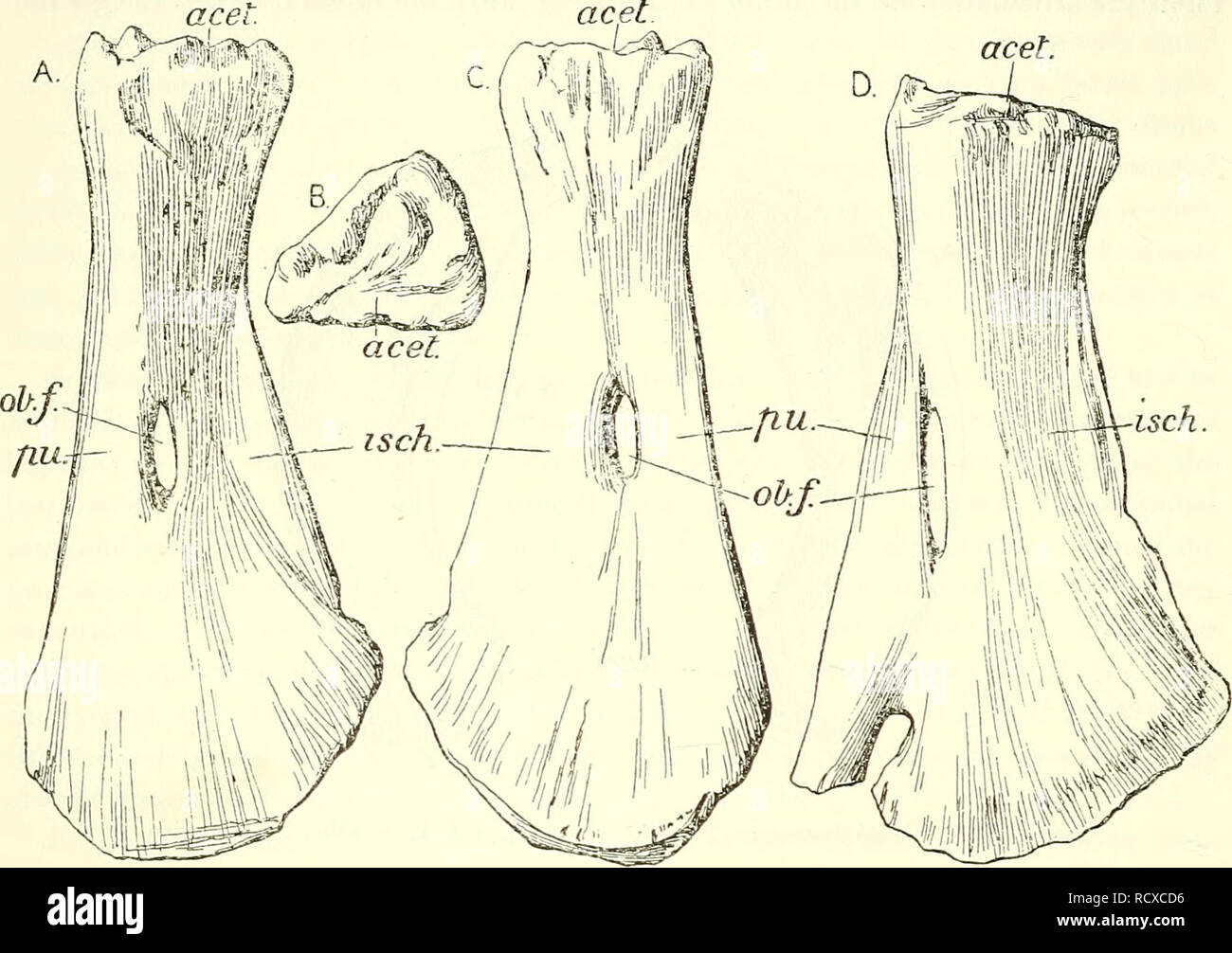 . A descriptive catalogue of the marine reptiles of the Oxford clay ...