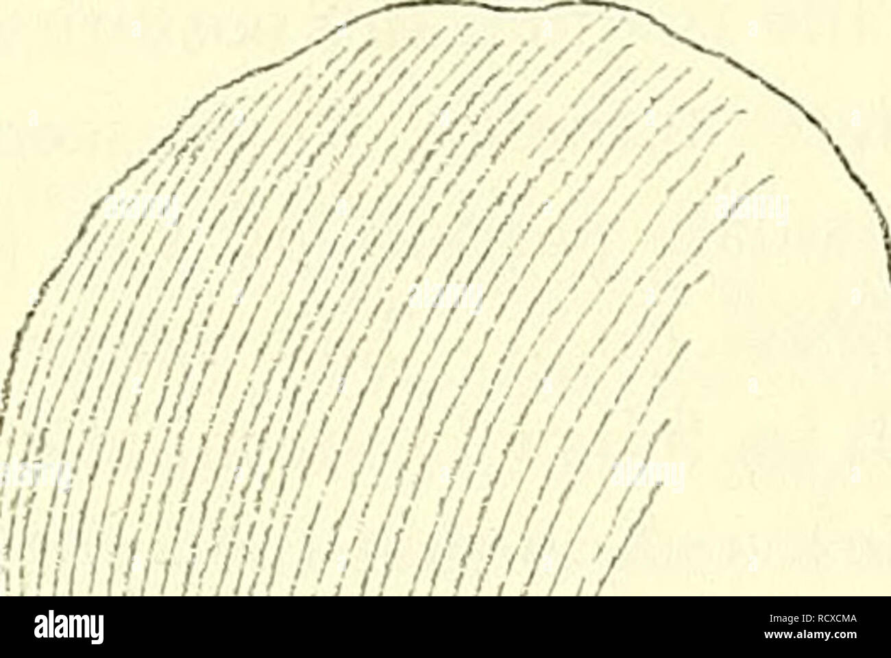 . A descriptive catalogue of the marine reptiles of the Oxford clay ...
