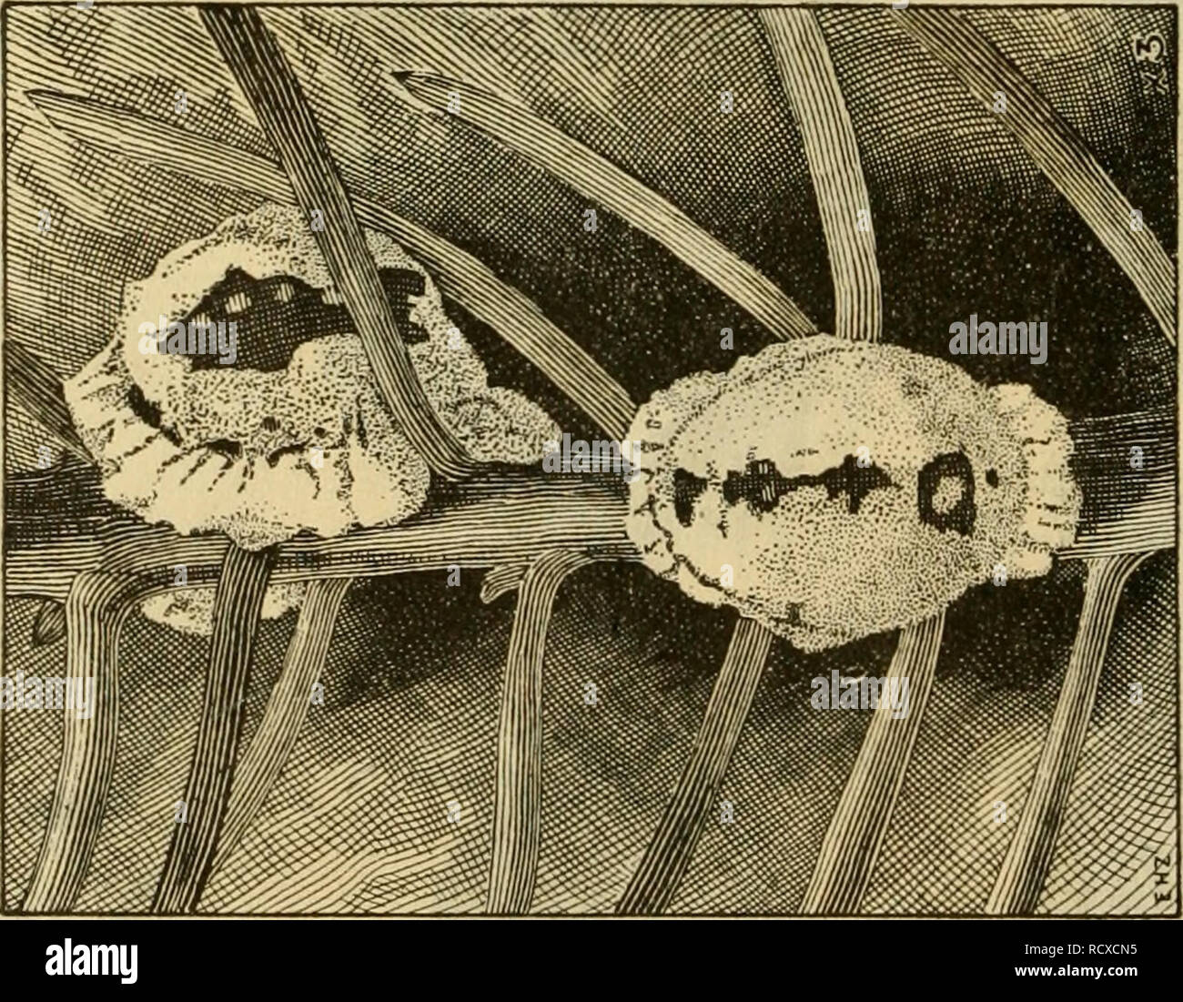 Palaeococcus hi-res stock photography and images - Alamy
