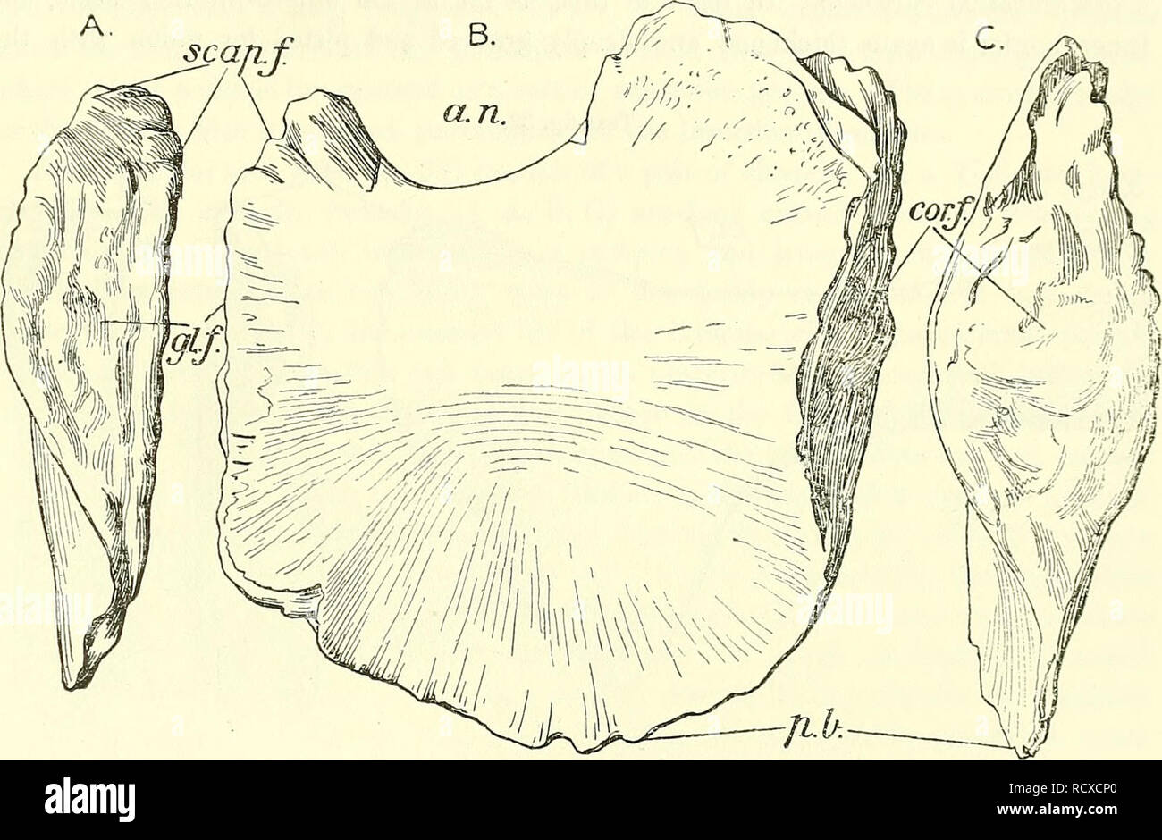 Shastasaurus High Resolution Stock Photography and Images - Alamy